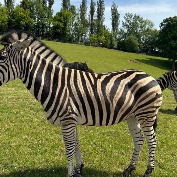 Nejlepší zoo v Česku | Rodičovo.cz